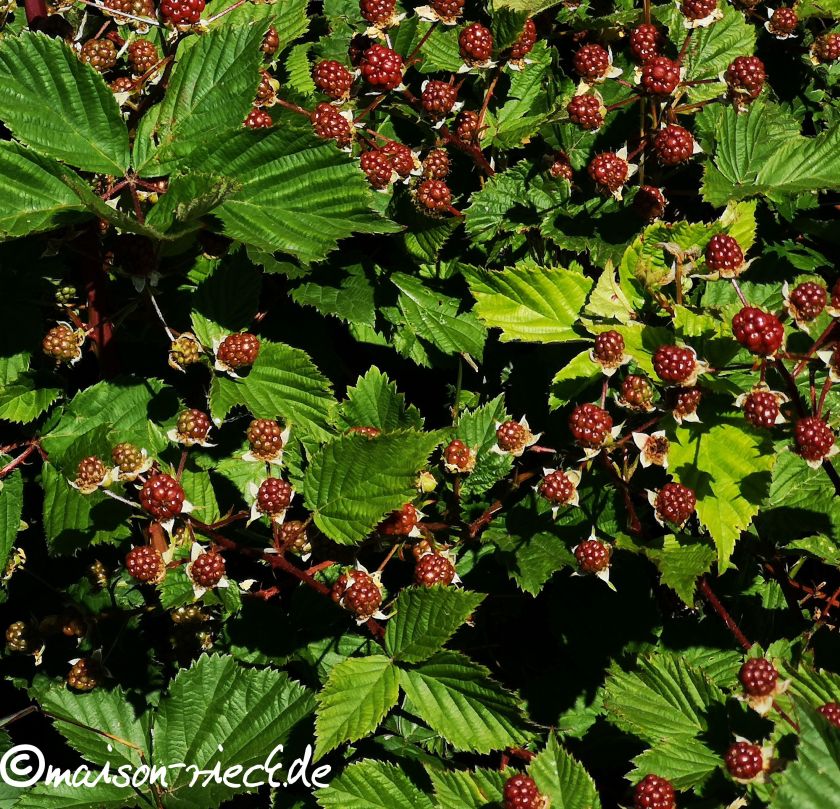 Brombeer-Knospen – Maison Rieck Manufaktur