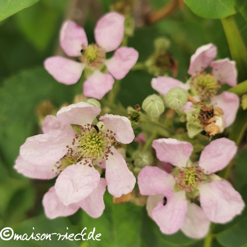 Brombeer-Knospen – Maison Rieck Manufaktur