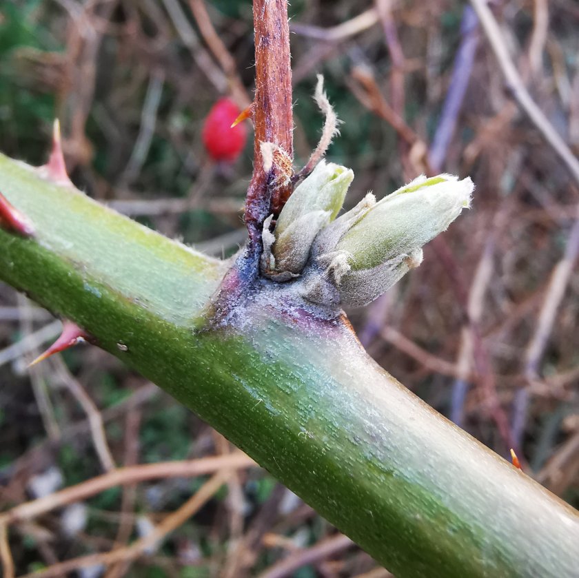 Brombeer-Knospen – Maison Rieck Manufaktur