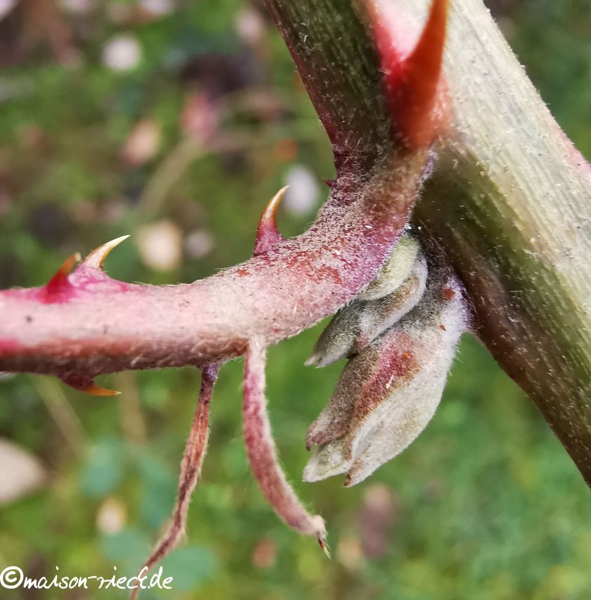 Brombeer-Knospen – Maison Rieck Manufaktur